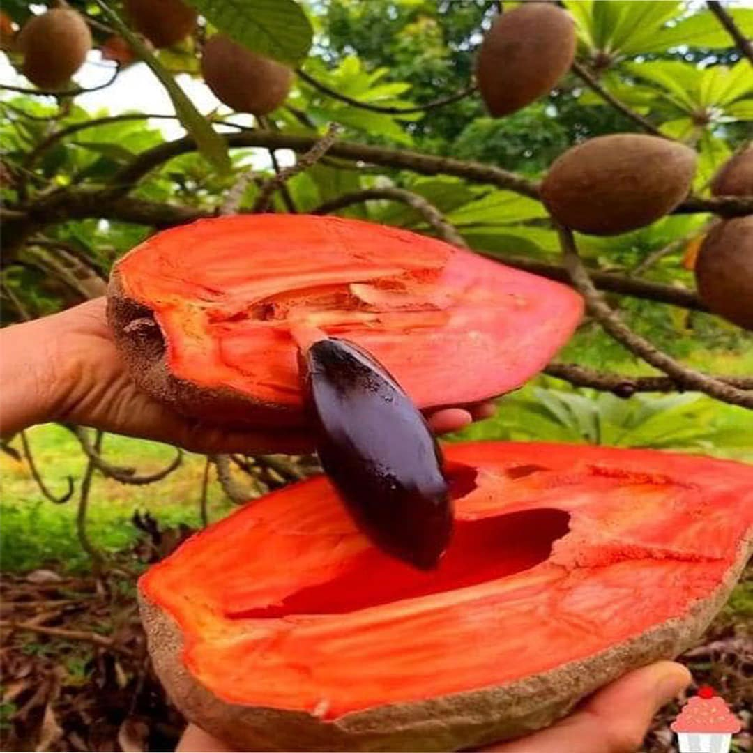 Zapote: La Fruta Milenaria Llena de Sabor y Beneficios para la Salud ...