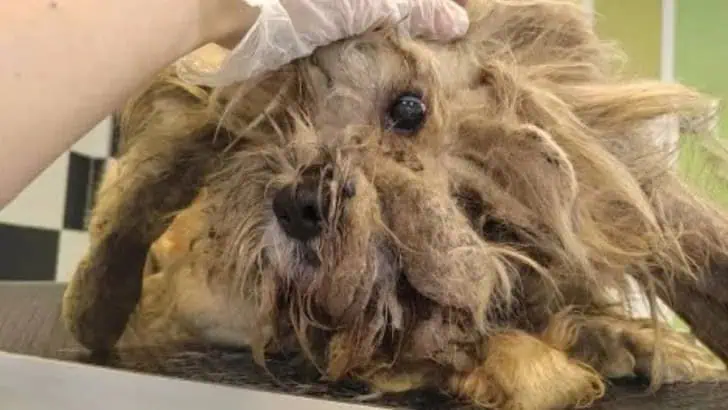 Heartwarming Transformation: Neglected Dog’s Journey to Recovery Will ...
