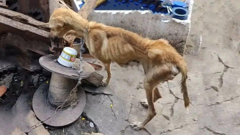 Olive’s Journey: From a Puppy Factory to a Life of Love - Amazing